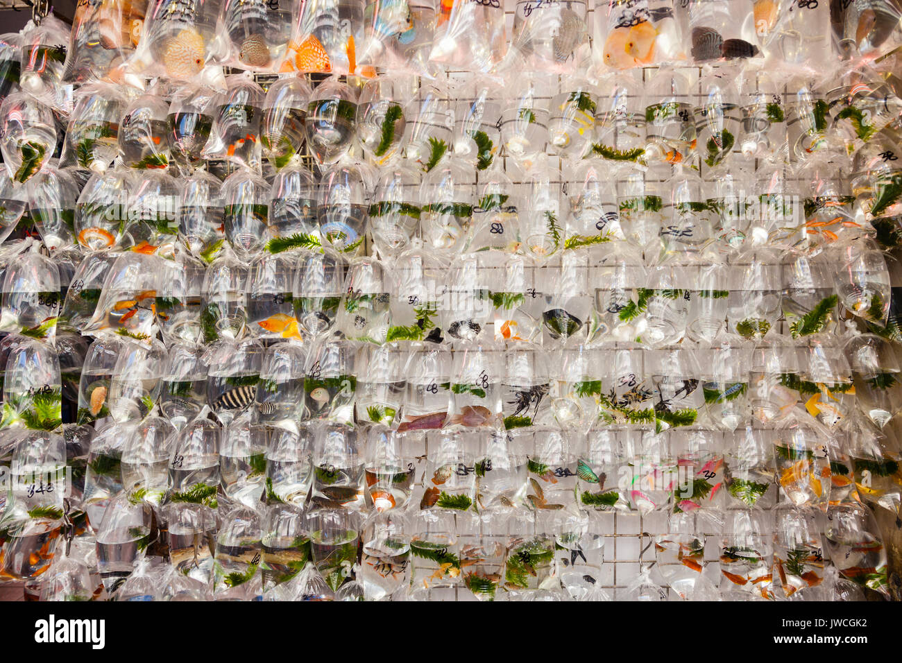 Sale of pet fish in one of many Tung Choi Street pet shops in Mongkok ...