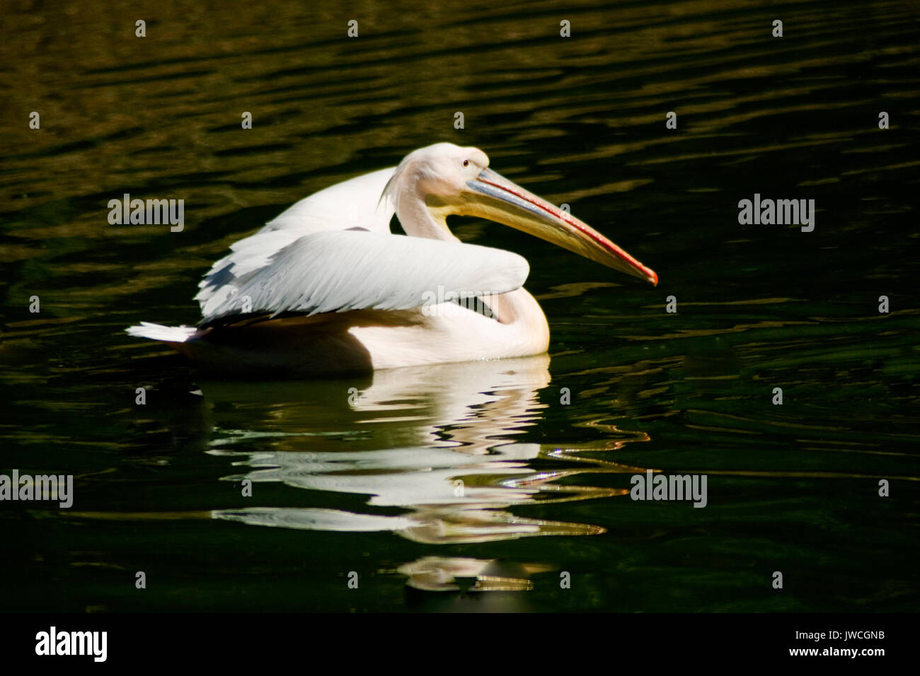 Amazing birds of Israel, birds of the Holy Land Stock Photo - Alamy