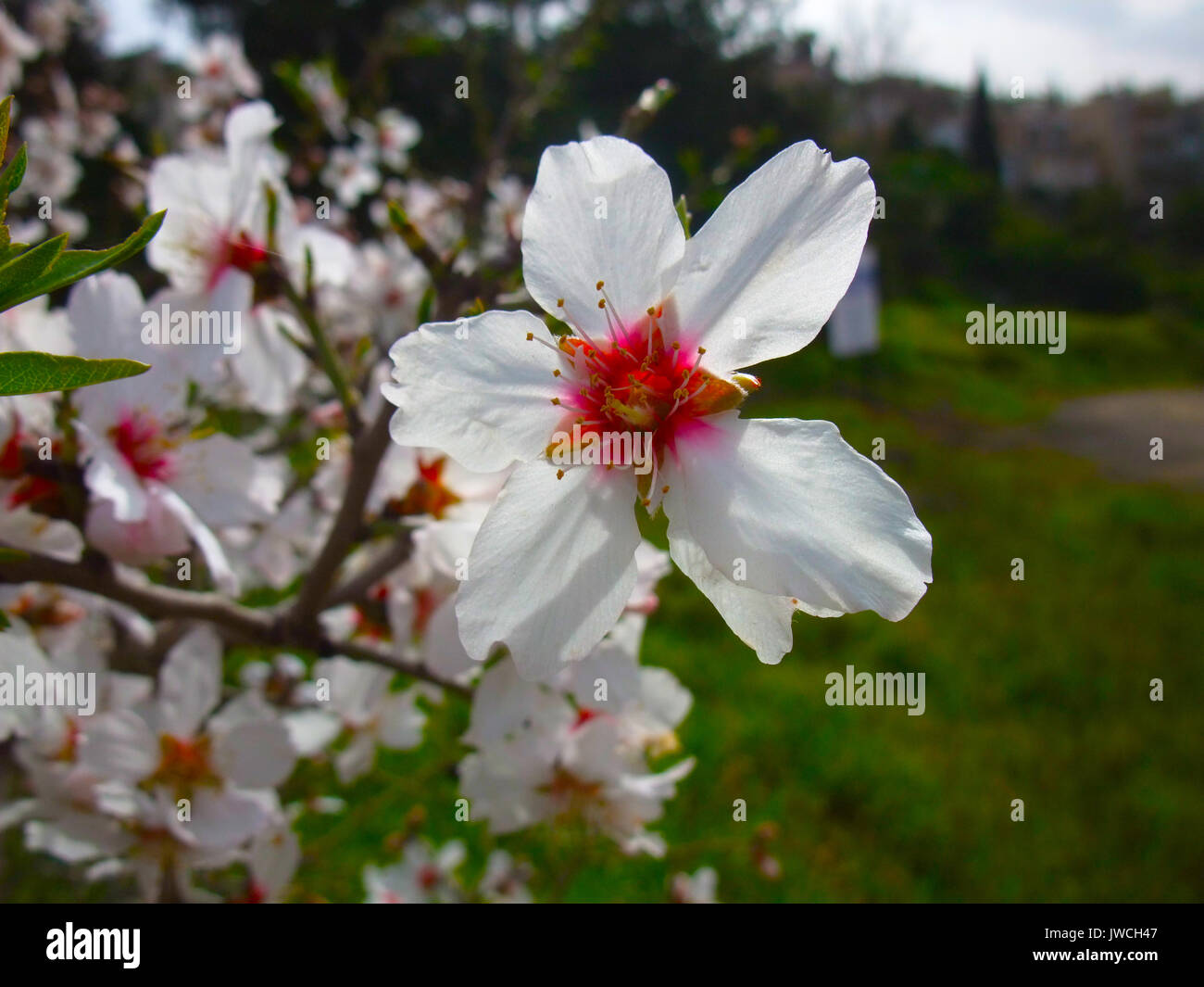 Amazing Flowers in the botanical gardens of Israel colorful and ...
