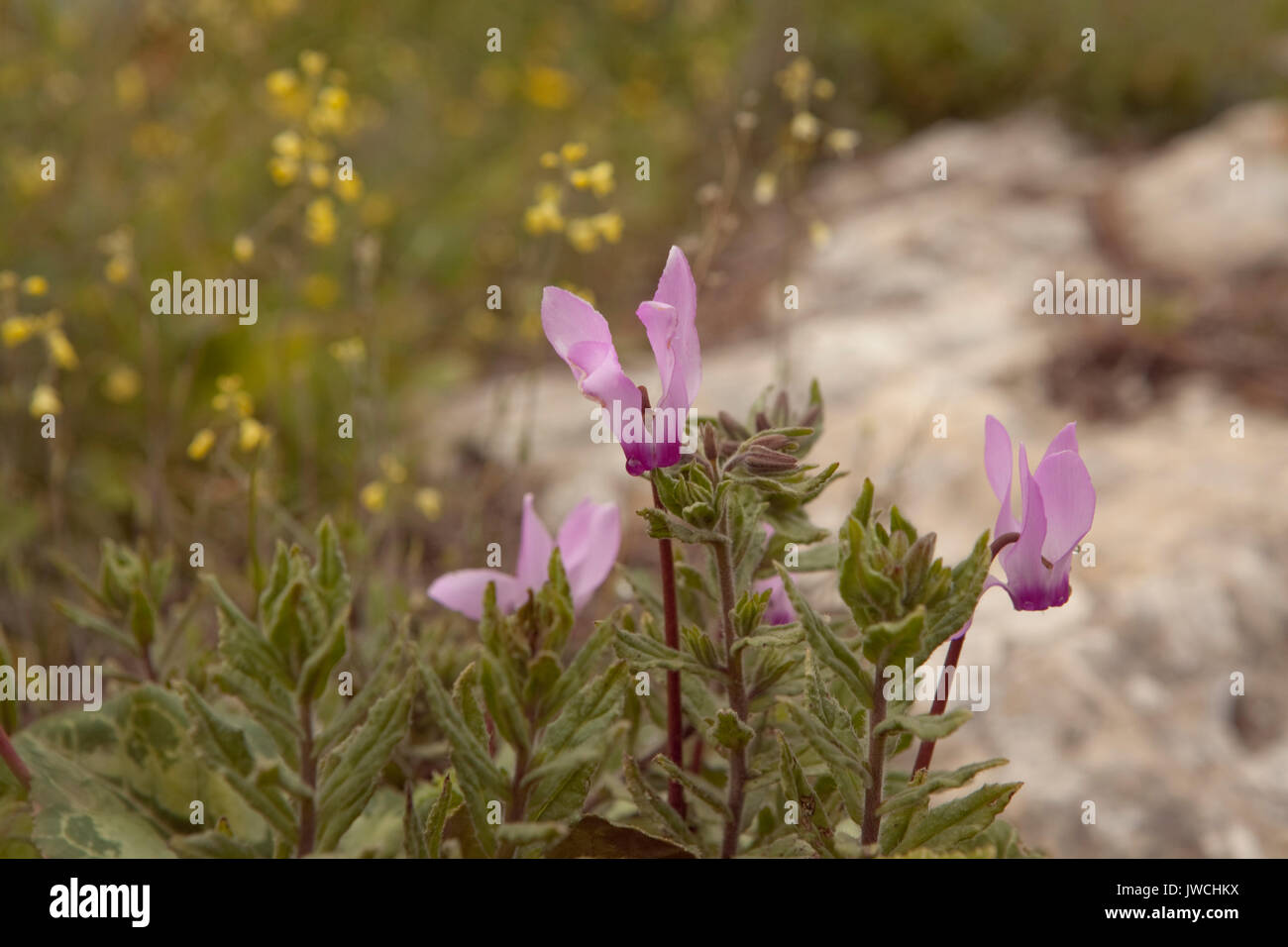 Amazing Flowers in the botanical gardens of Israel colorful and ...