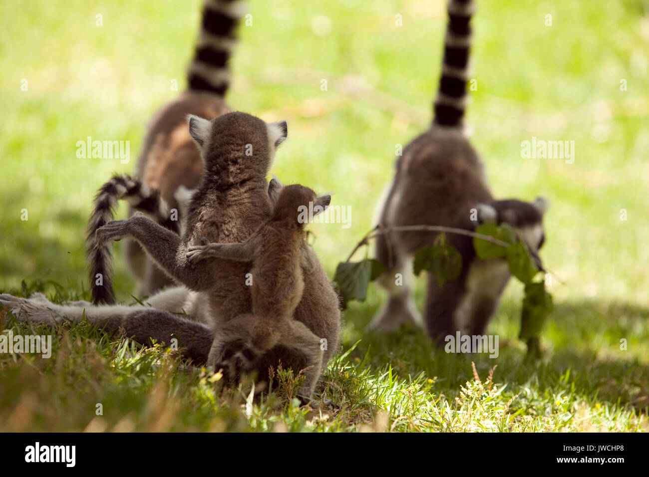 Madagascar wildlife conservation hi-res stock photography and images ...