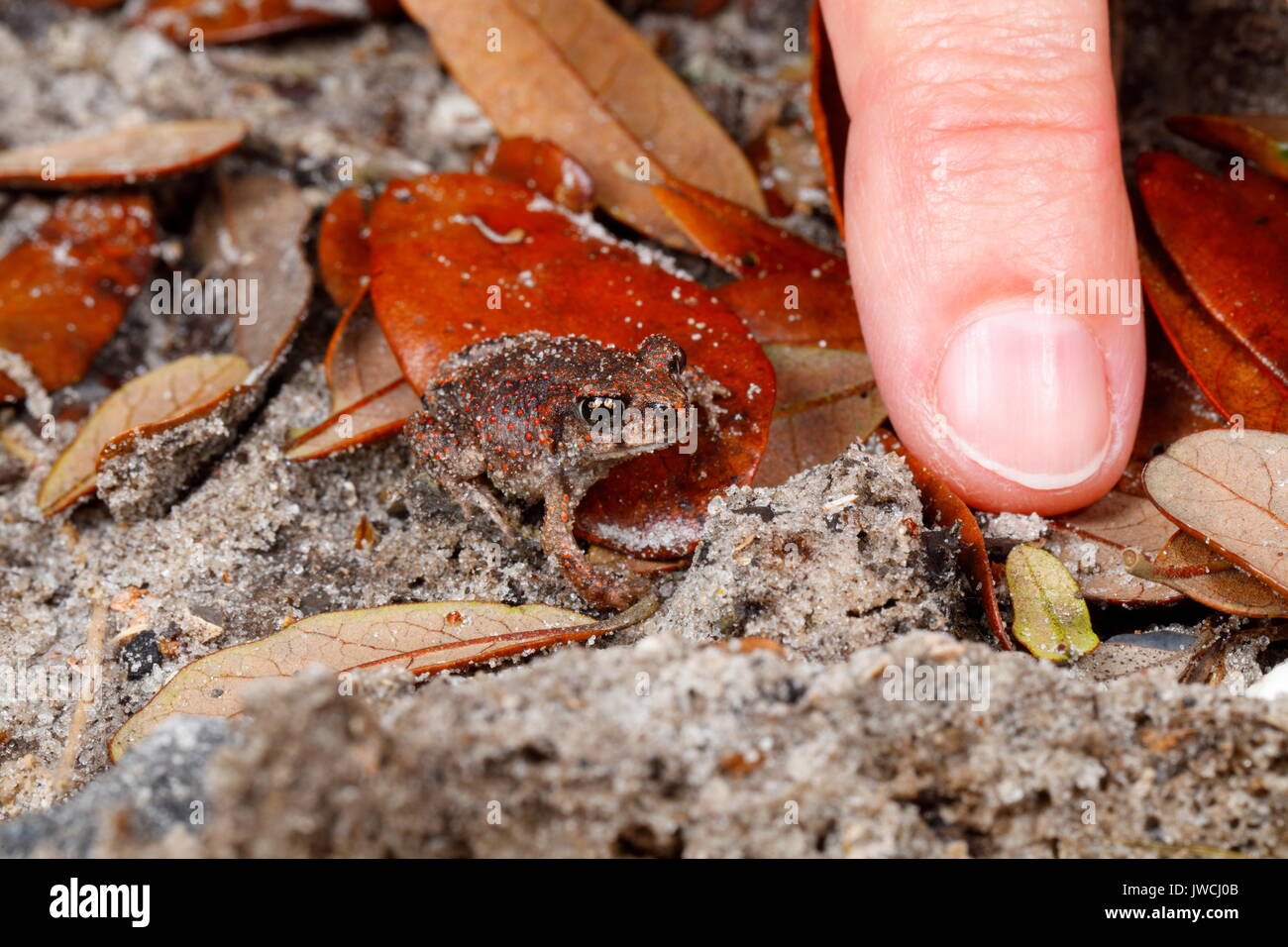 A young eastern spadefoot toad, Scaphiopus holbrookii, compared to a ...