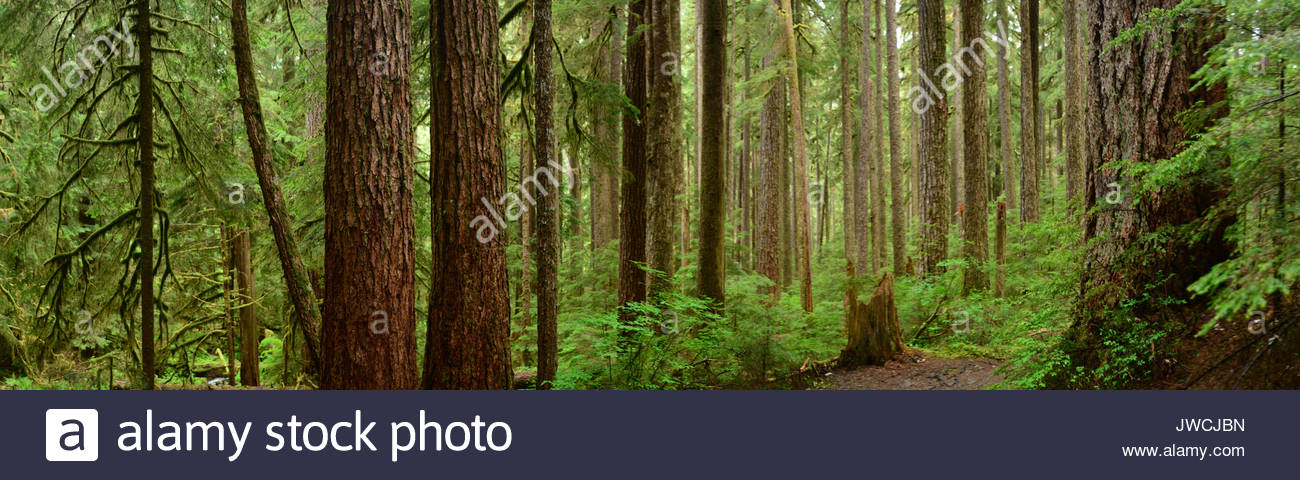 Sitka Spruce Forest Stock Photos & Sitka Spruce Forest Stock Images - Alamy