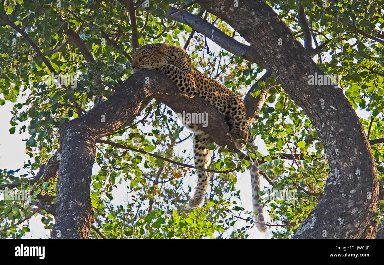 Leopard in tree hi-res stock photography and images - Alamy
