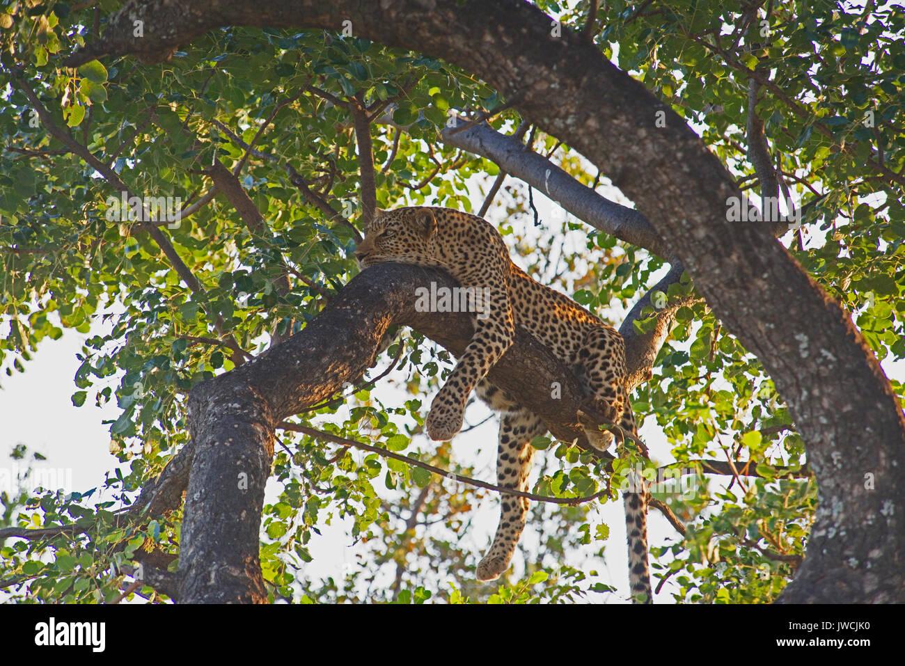 Leopard in tree hi-res stock photography and images - Alamy