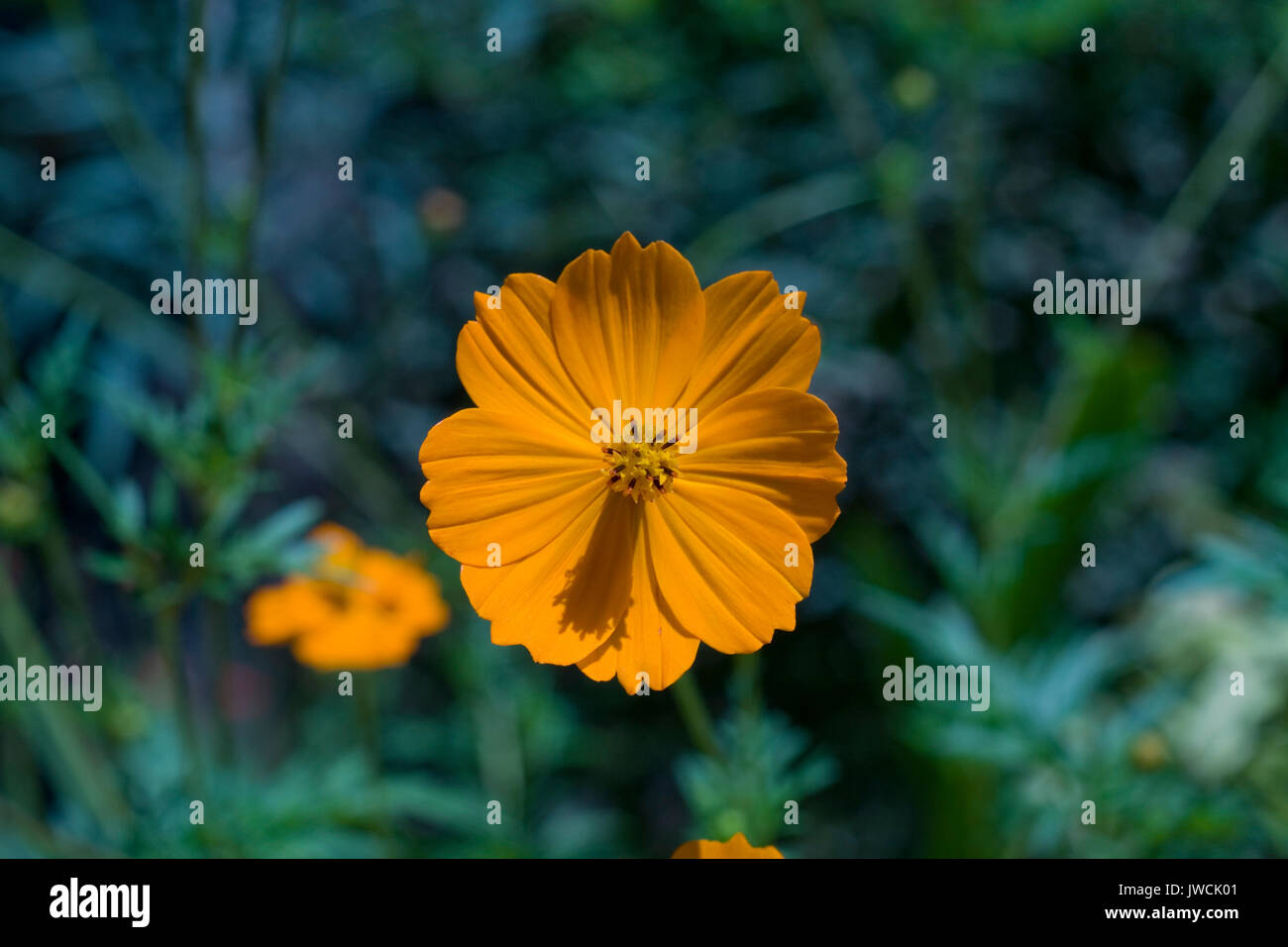Amazing Flowers in the botanical gardens of Israel colorful and ...