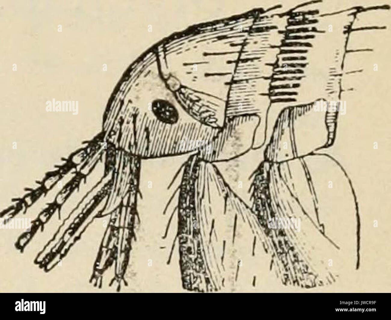 Diseases and enemies of poultry 1897 hi-res stock photography and ...