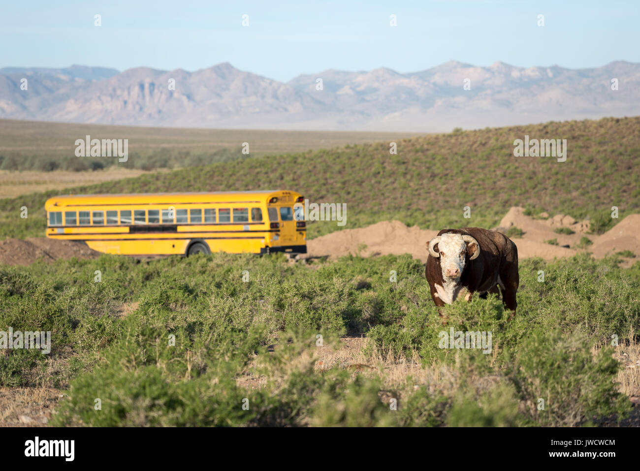 Bus in the desert hi-res stock photography and images - Alamy