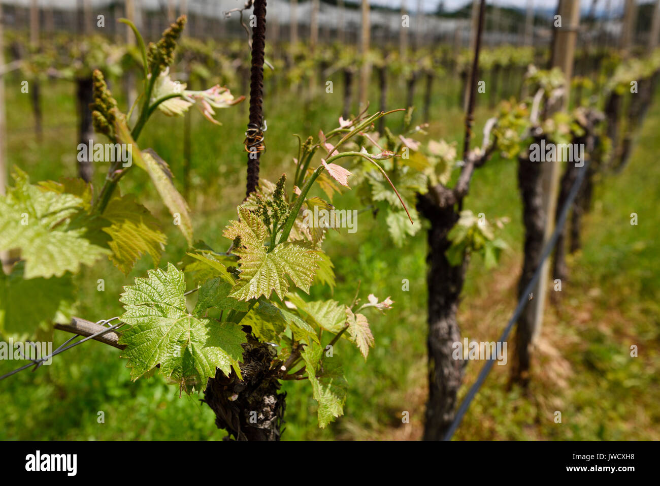 Vineyard spring hi-res stock photography and images - Alamy
