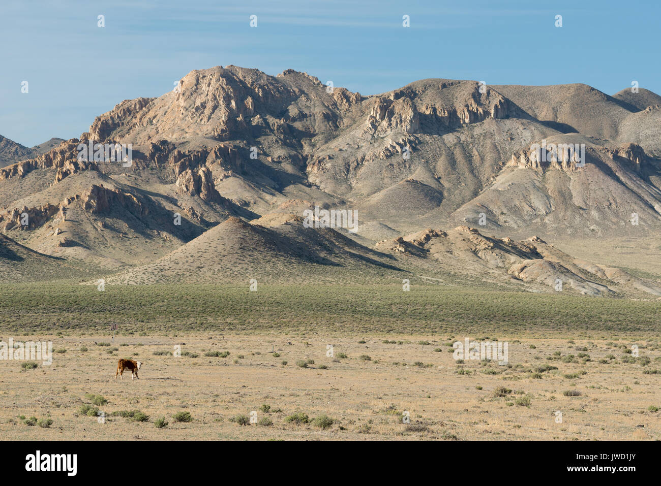 Cow in the Nevada desert Stock Photo - Alamy