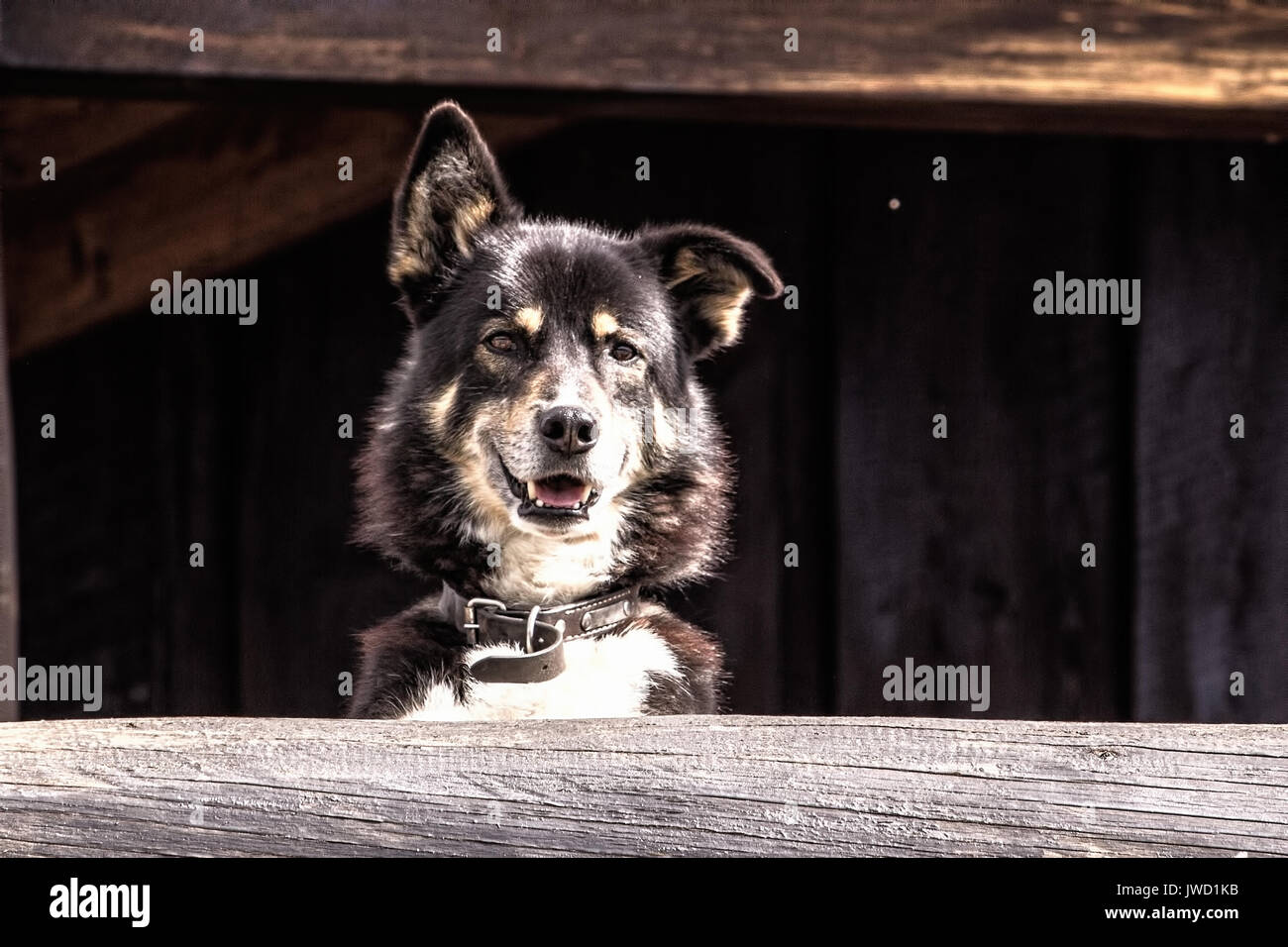 Shot police dog hi-res stock photography and images - Alamy