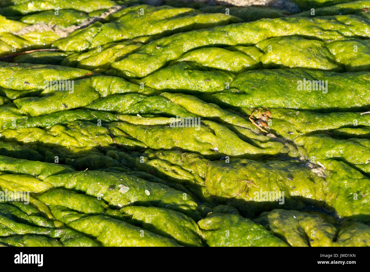 Algae in a stream in the Nevada desert Stock Photo - Alamy