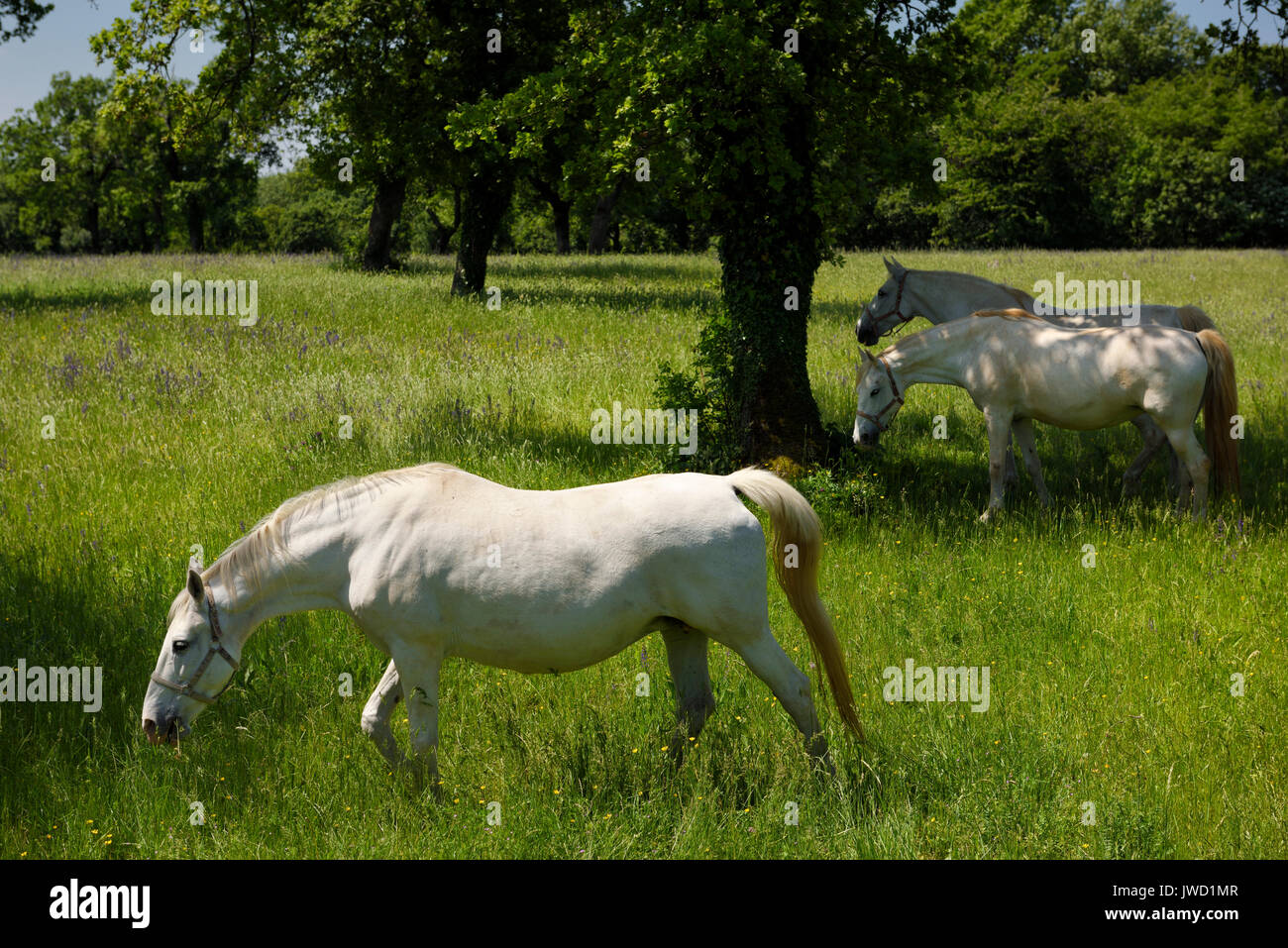 Three white Lipizzan horses grazing in a field at the Lipica Stud Farm at Lipica Sezana Slovenia ...