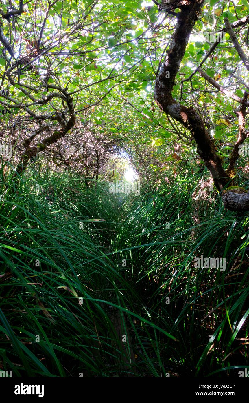 Hobbit trail hi-res stock photography and images - Alamy
