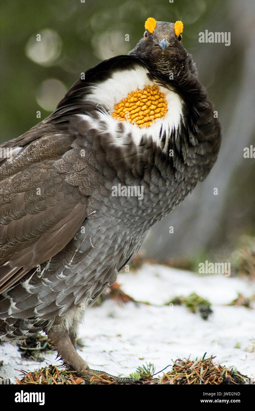 Grouse large bird Stock Photo - Alamy