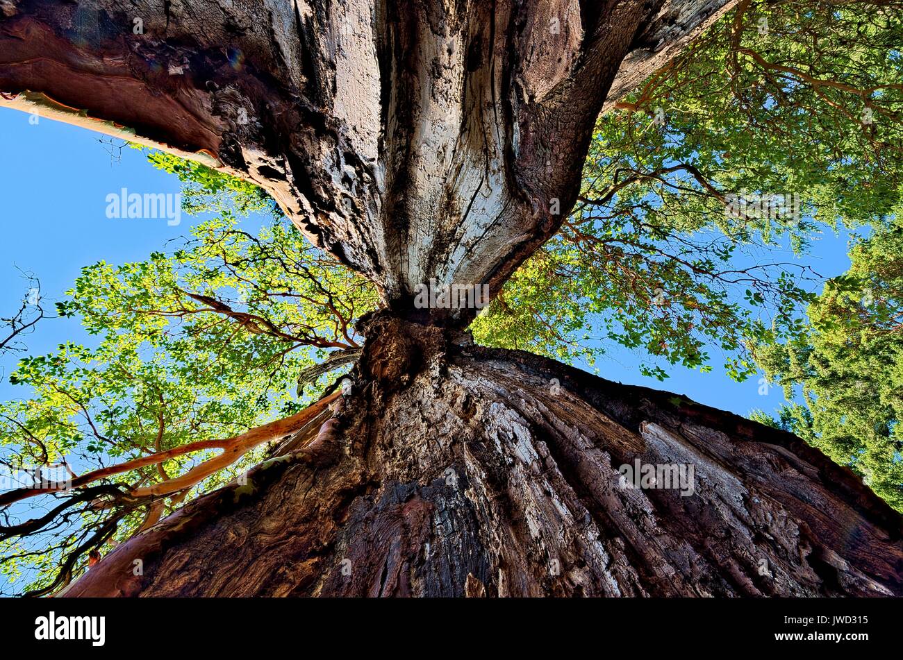Split branches hi-res stock photography and images - Alamy