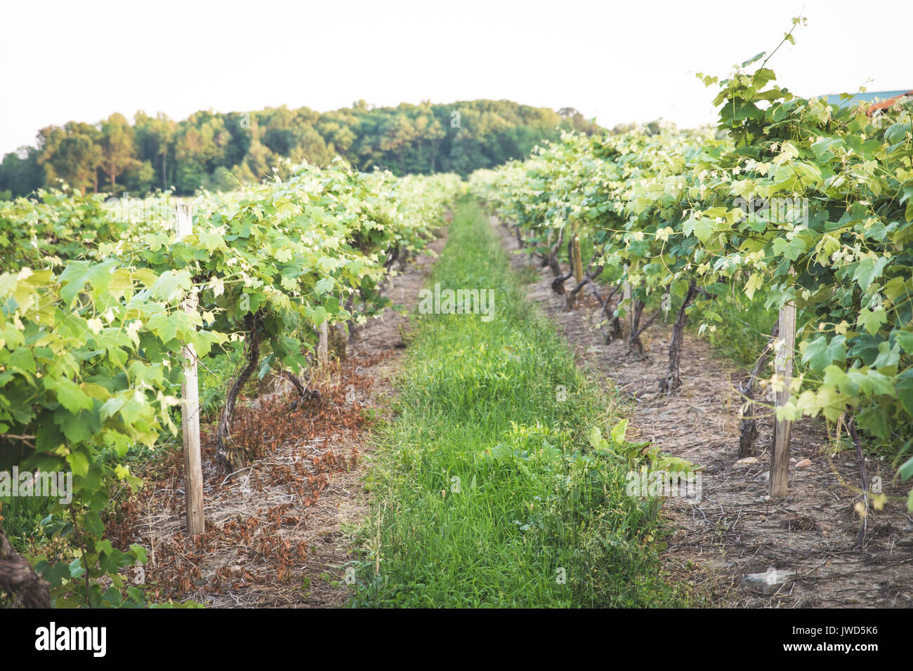 Sunset on the rows of a vinyard in upstate New York Stock Photo - Alamy
