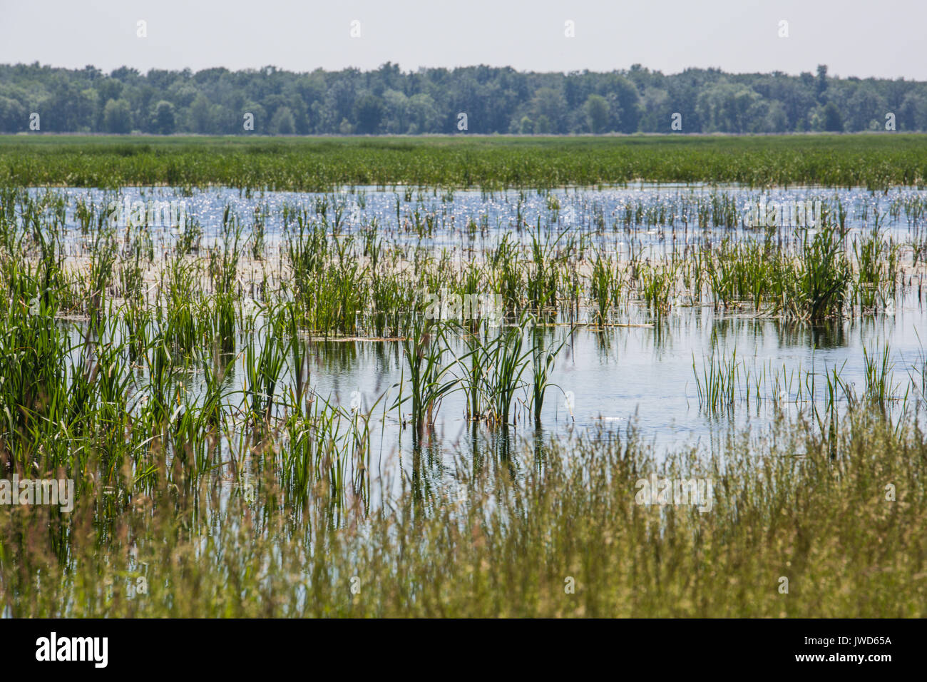 Late morning light in a wetland with tall grasses and water Stock Photo ...
