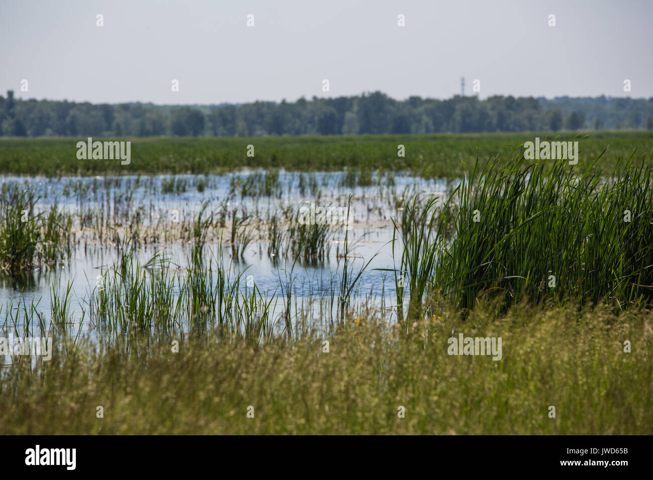 Late morning light in a wetland with tall grasses and water Stock Photo ...