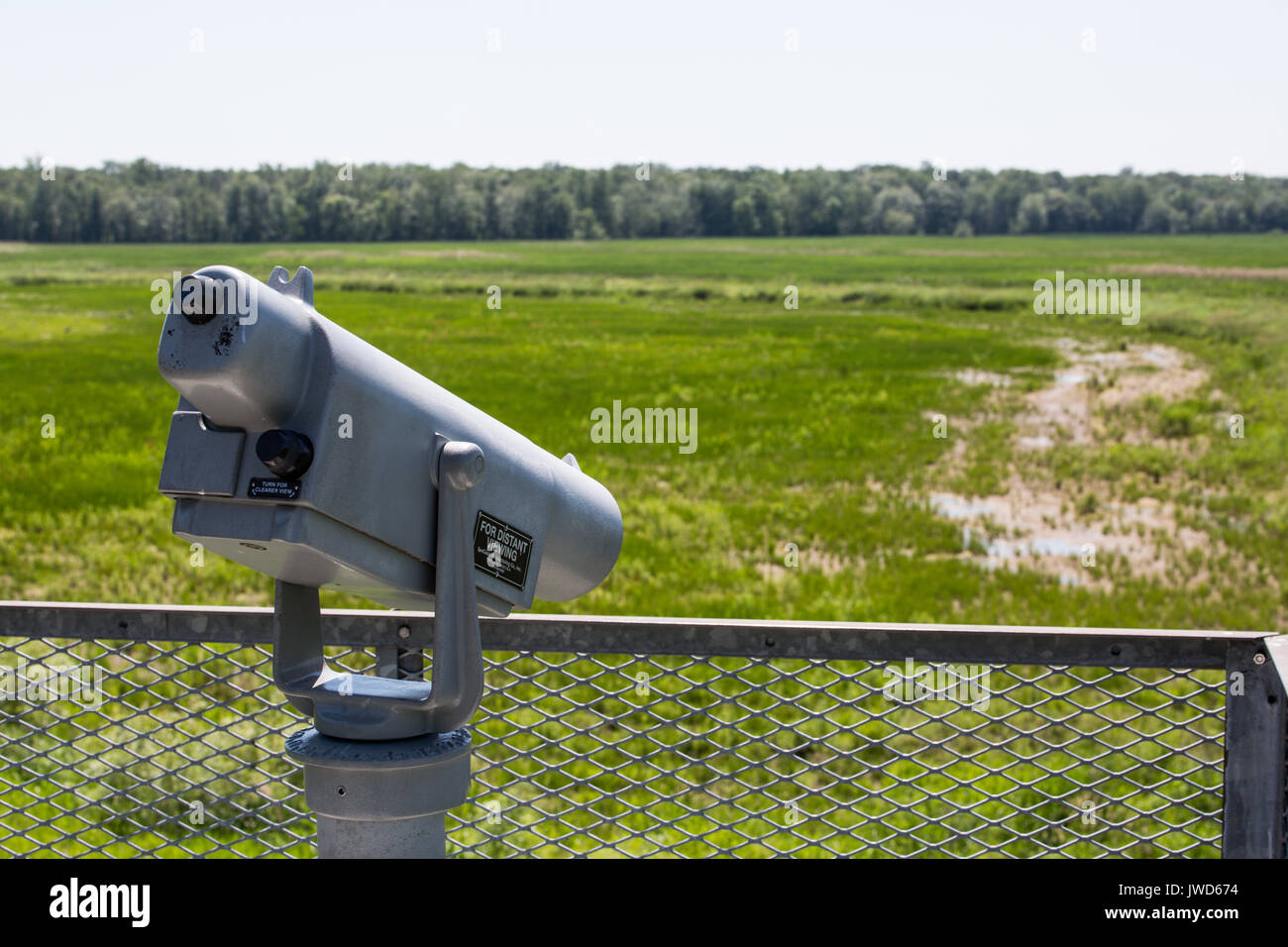 Late morning light in a wetland with tall grasses and water Stock Photo ...