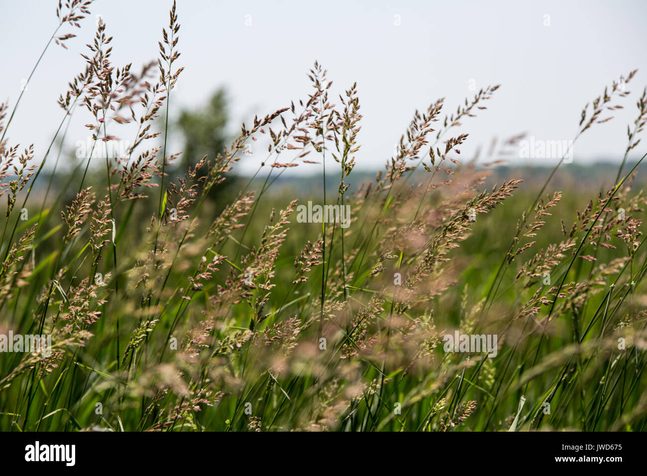Wetland tall grasses hi-res stock photography and images - Alamy