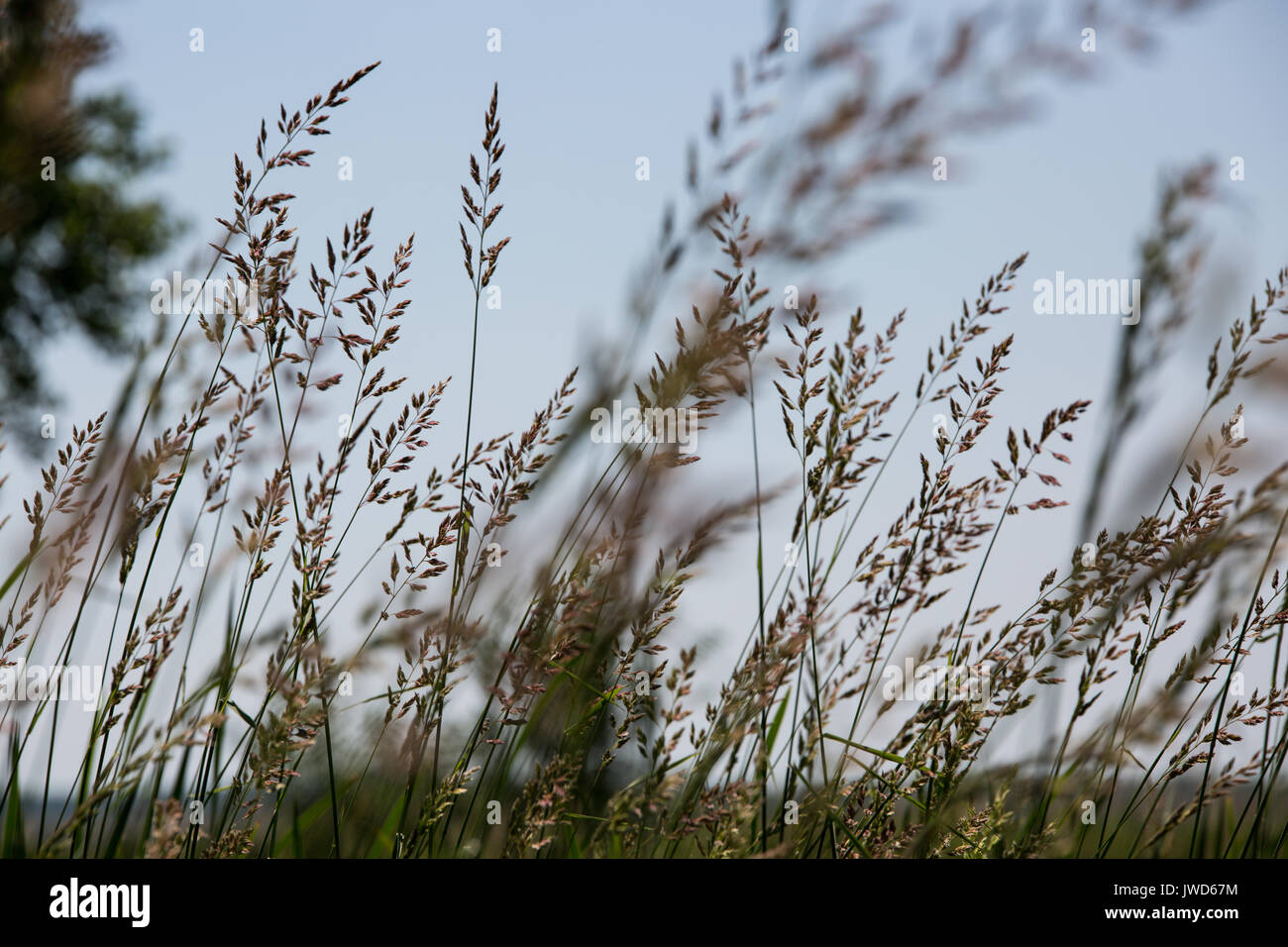Late morning light in a wetland with tall grasses and water Stock Photo ...