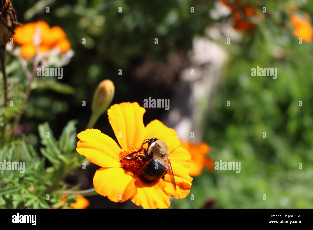 First day of Spring Stock Photo - Alamy