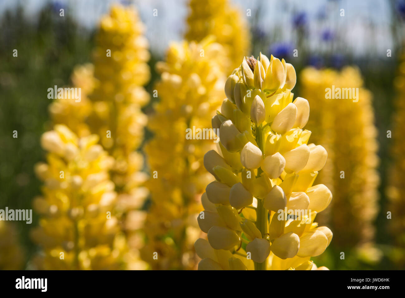 Tall yellow lupin flowers in the sun Stock Photo - Alamy