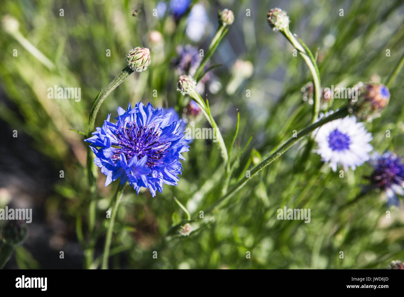 Cornflowers close up isolated hi-res stock photography and images - Alamy