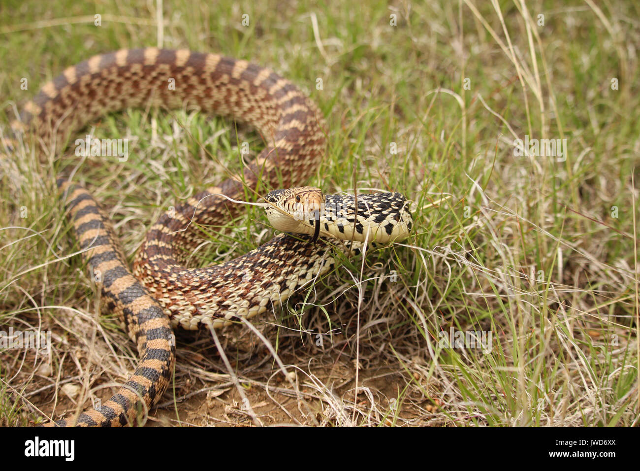 A bull snake takes a defensive position while sampling the air with its ...