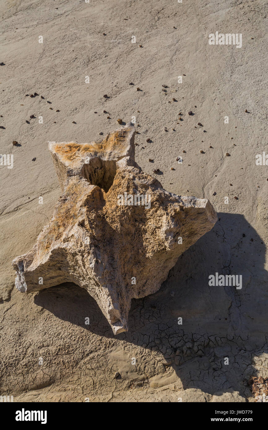 Petrified tree stumps hi-res stock photography and images - Alamy
