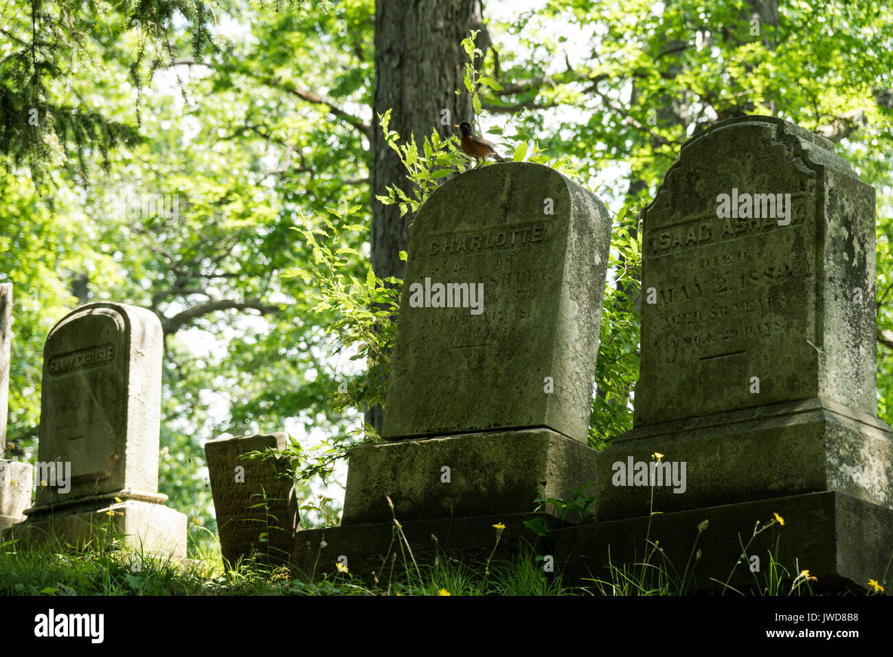 Robin on gravestone hi-res stock photography and images - Alamy