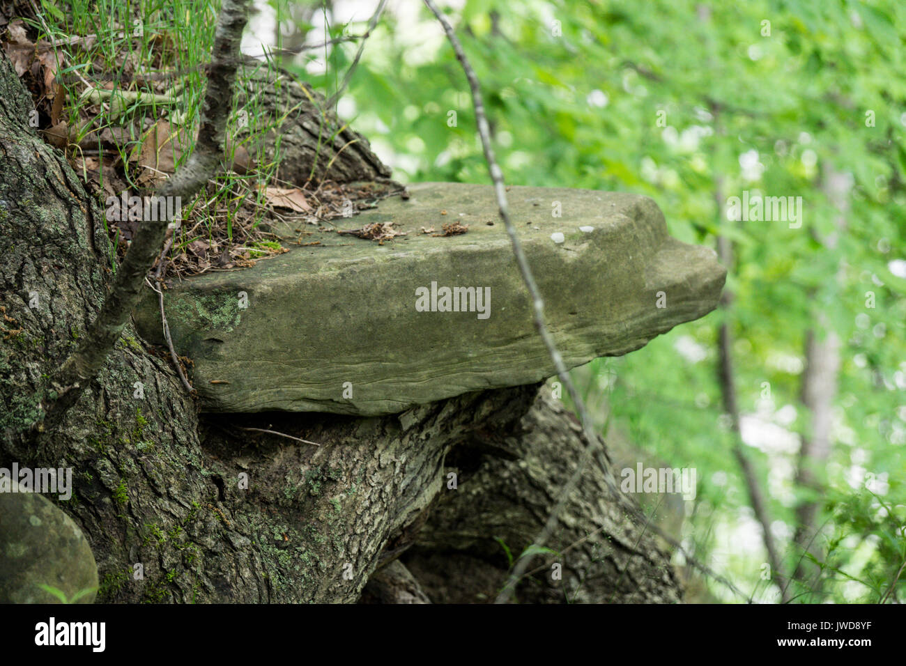 Tree roots growing around a piece of slate stone in a forest Stock ...