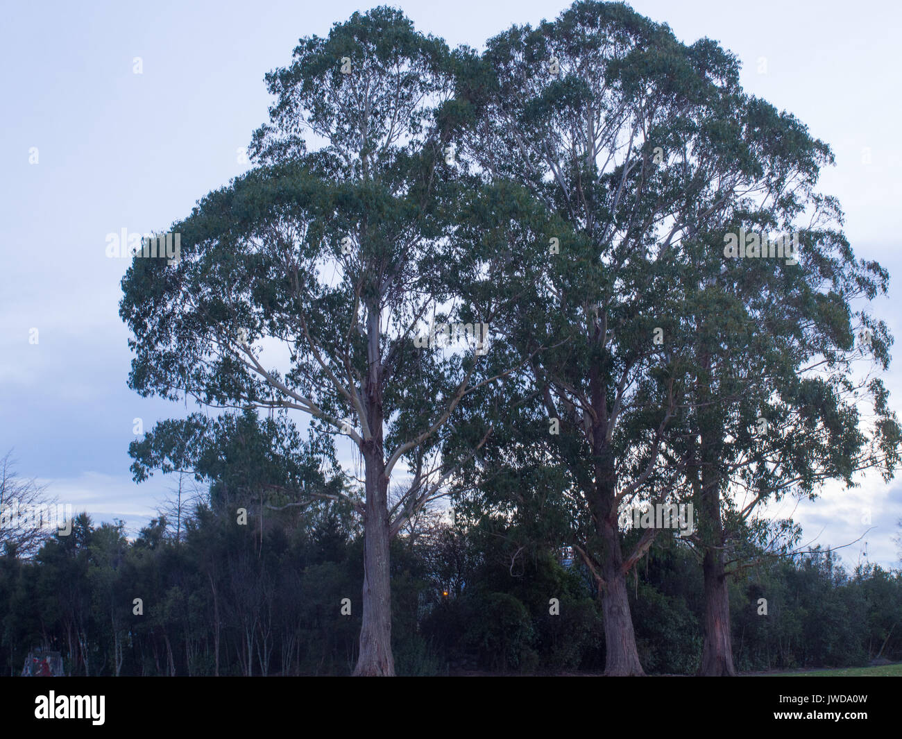 Early Morning Trees Stock Photo - Alamy