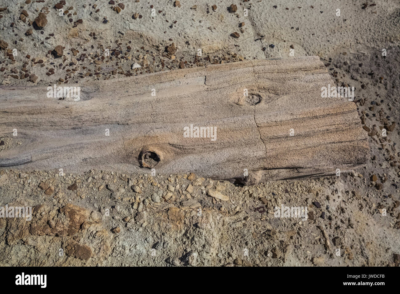 Petrified conifer log, with knots preserved, eroded out of the softer ...