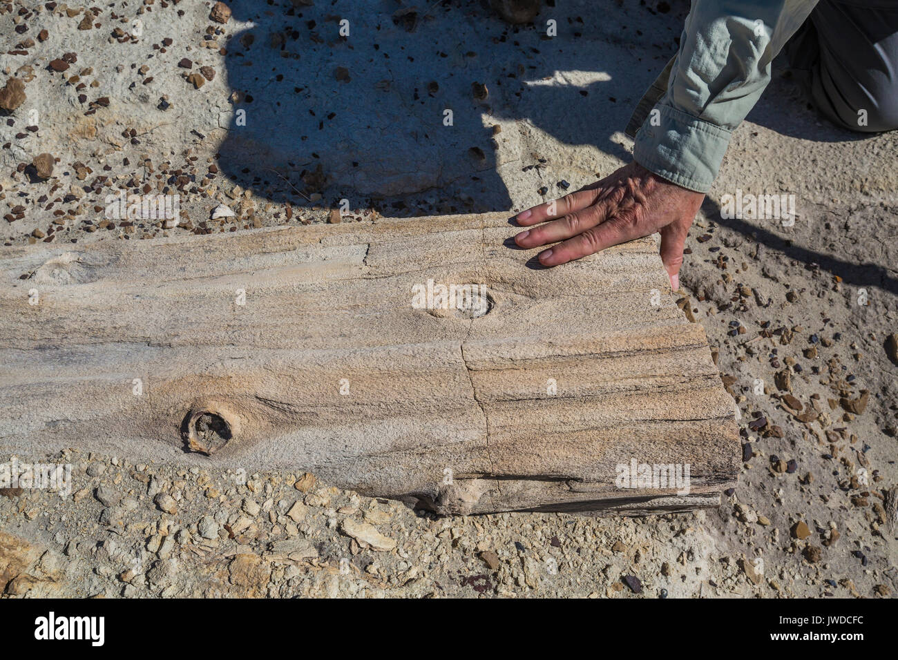 Petrified conifer log, with knots, eroded out of the softer ashy clay ...