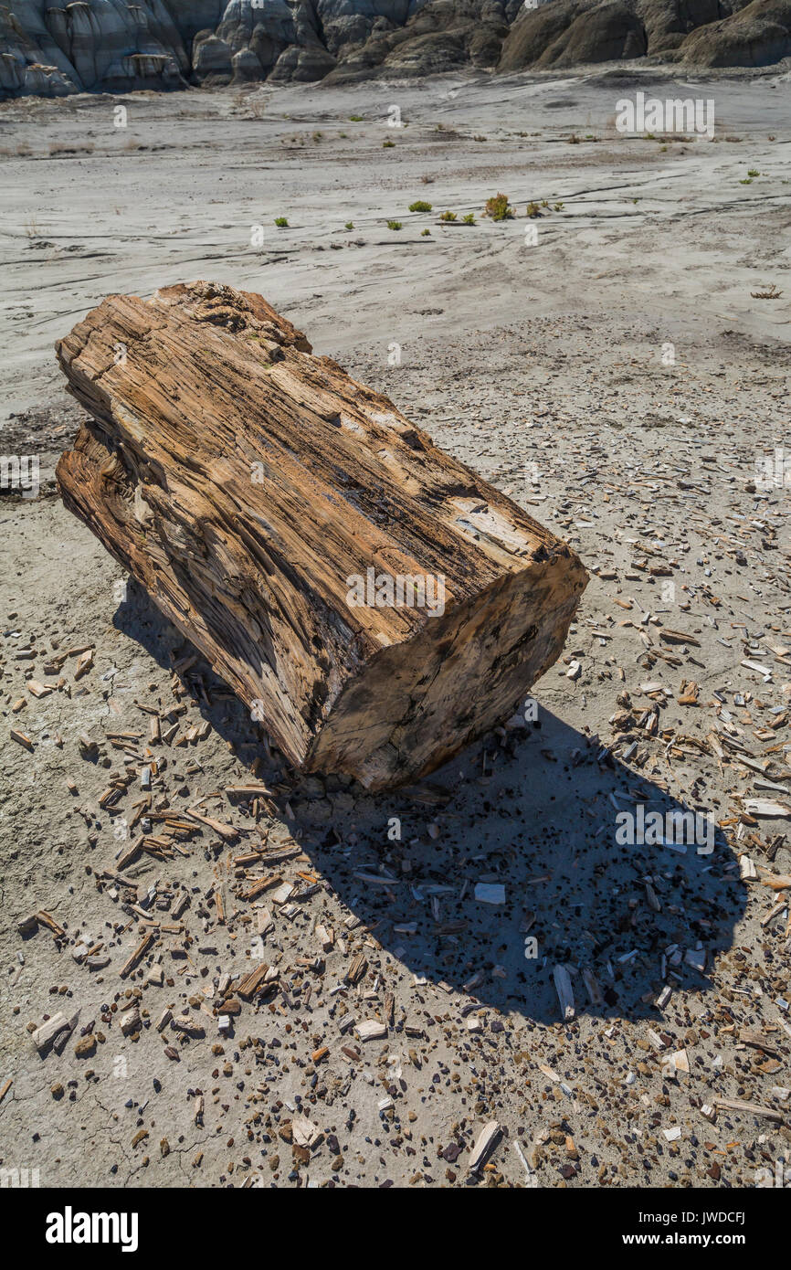 Petrified conifer log eroded out of the softer ashy clay deposits in ...