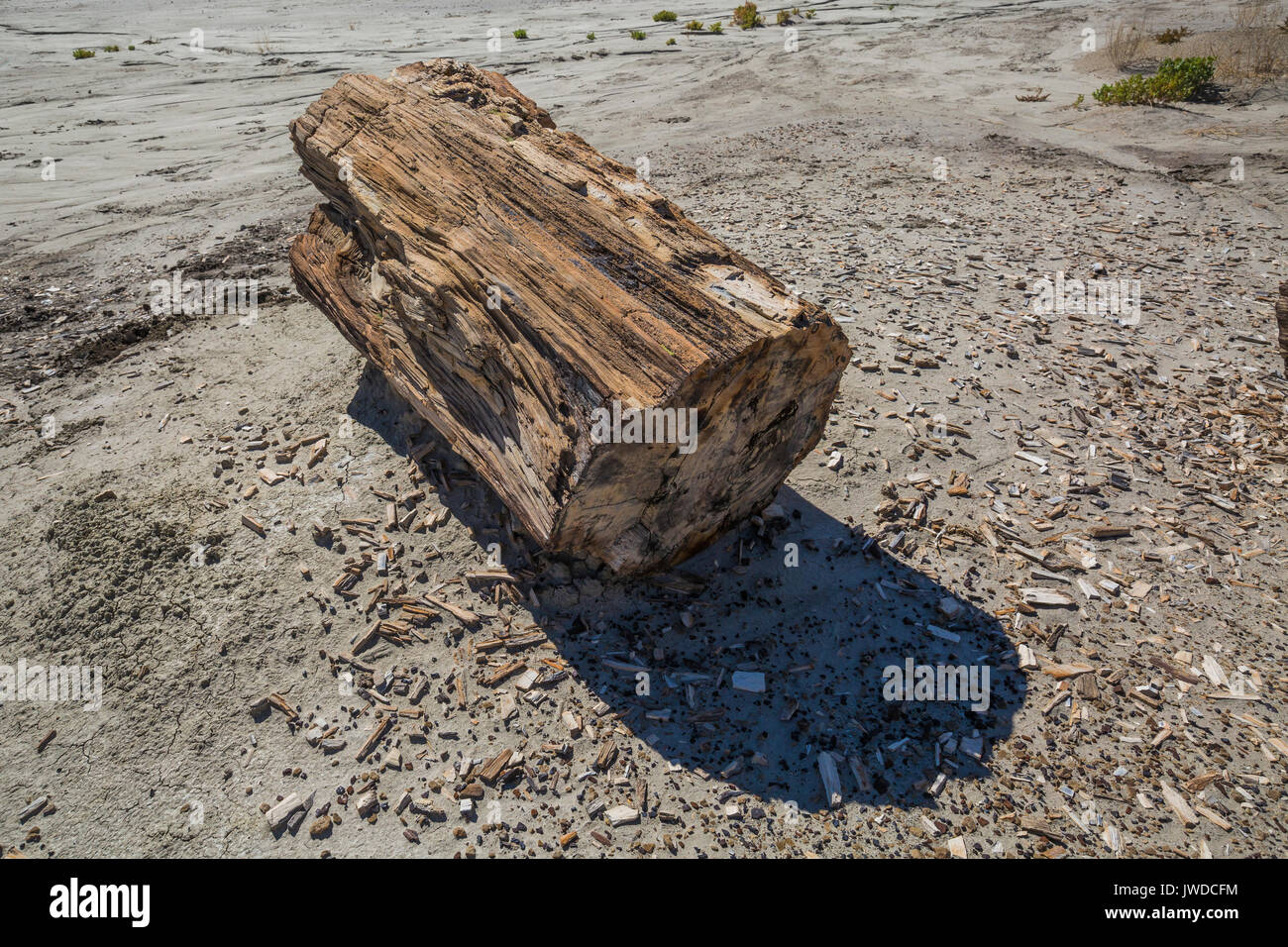 Petrified conifer log eroded out of the softer ashy clay deposits in ...