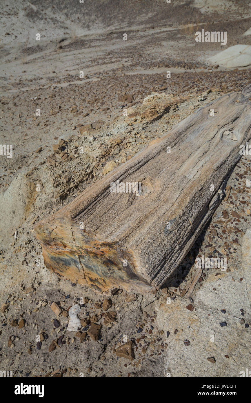 Petrified conifer log eroded out of the softer ashy clay deposits in ...