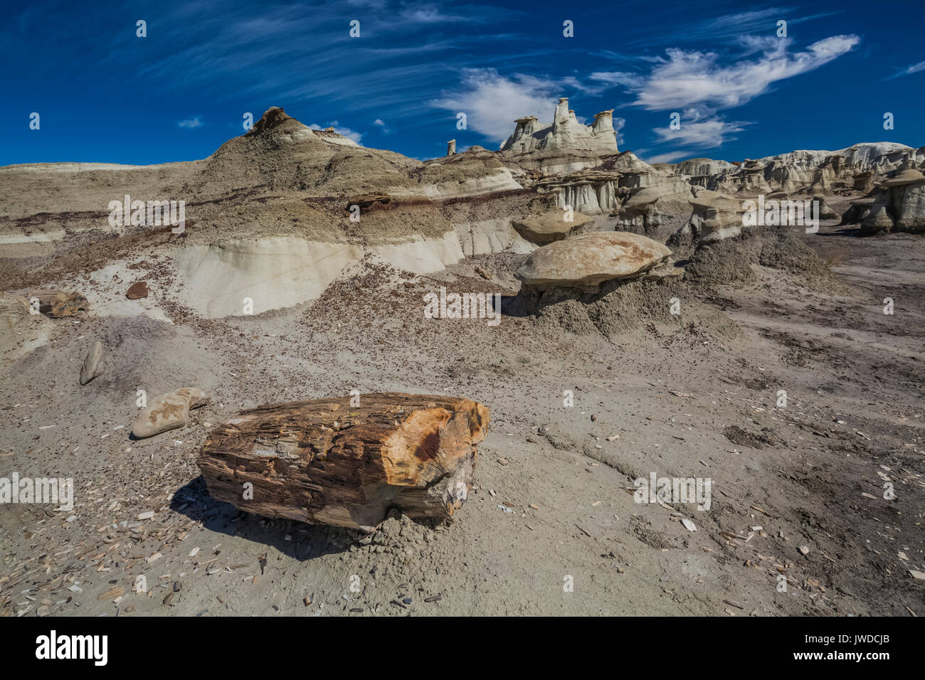 Petrified conifer log eroded out of the softer ashy clay deposits in ...