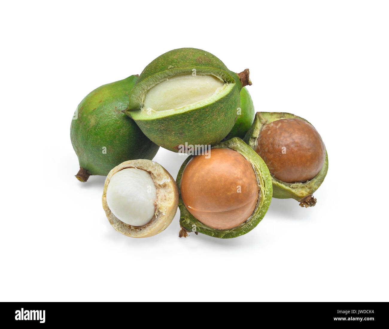 Macadamia isolated on white background Stock Photo - Alamy