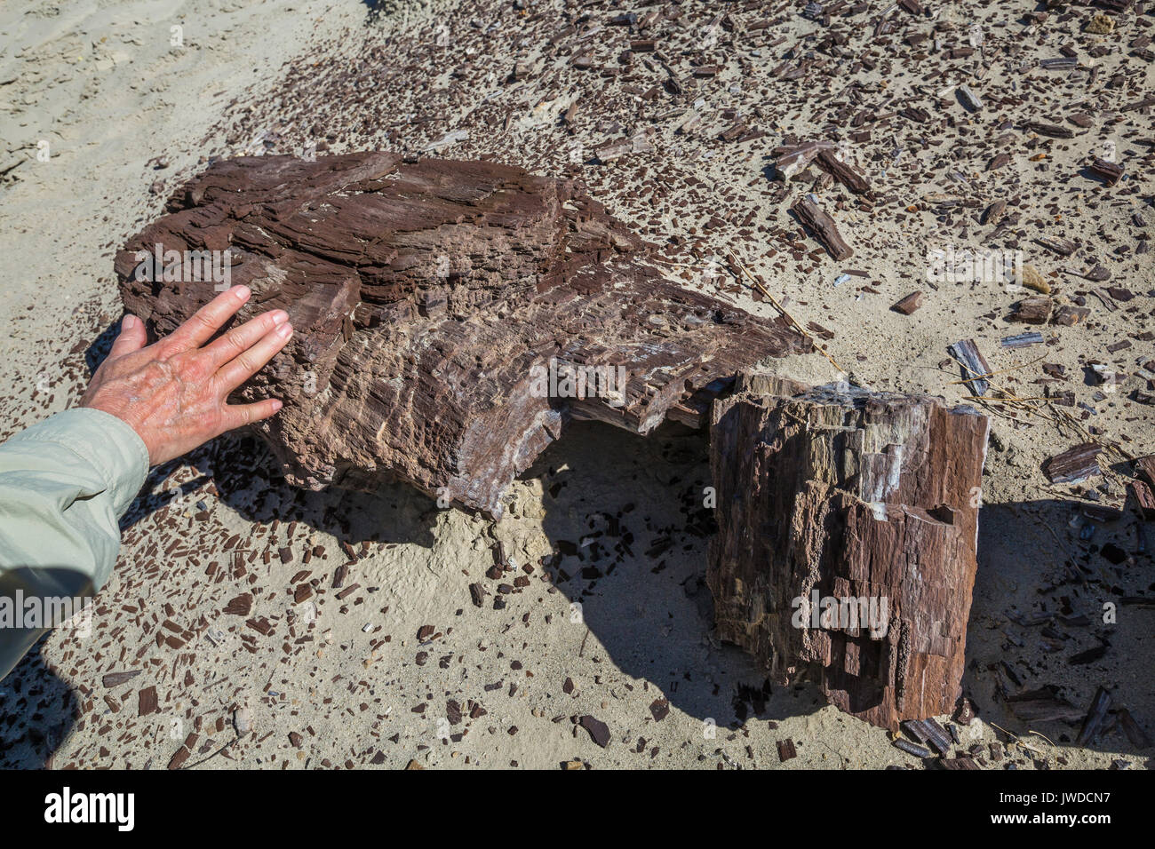 Petrified conifer log eroded out of the softer ashy clay deposits in ...