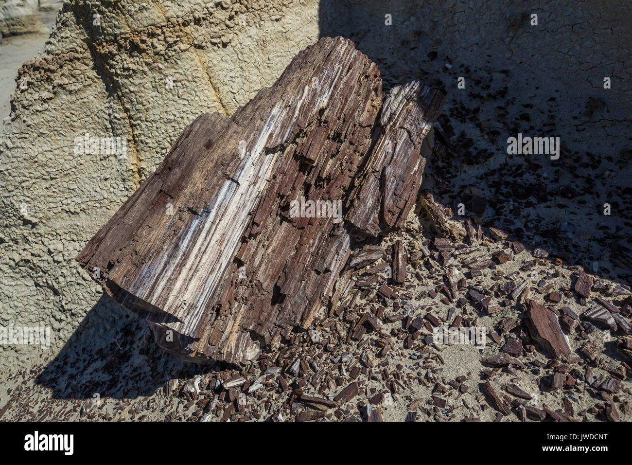 Petrified conifer log eroded out of the softer ashy clay deposits in ...