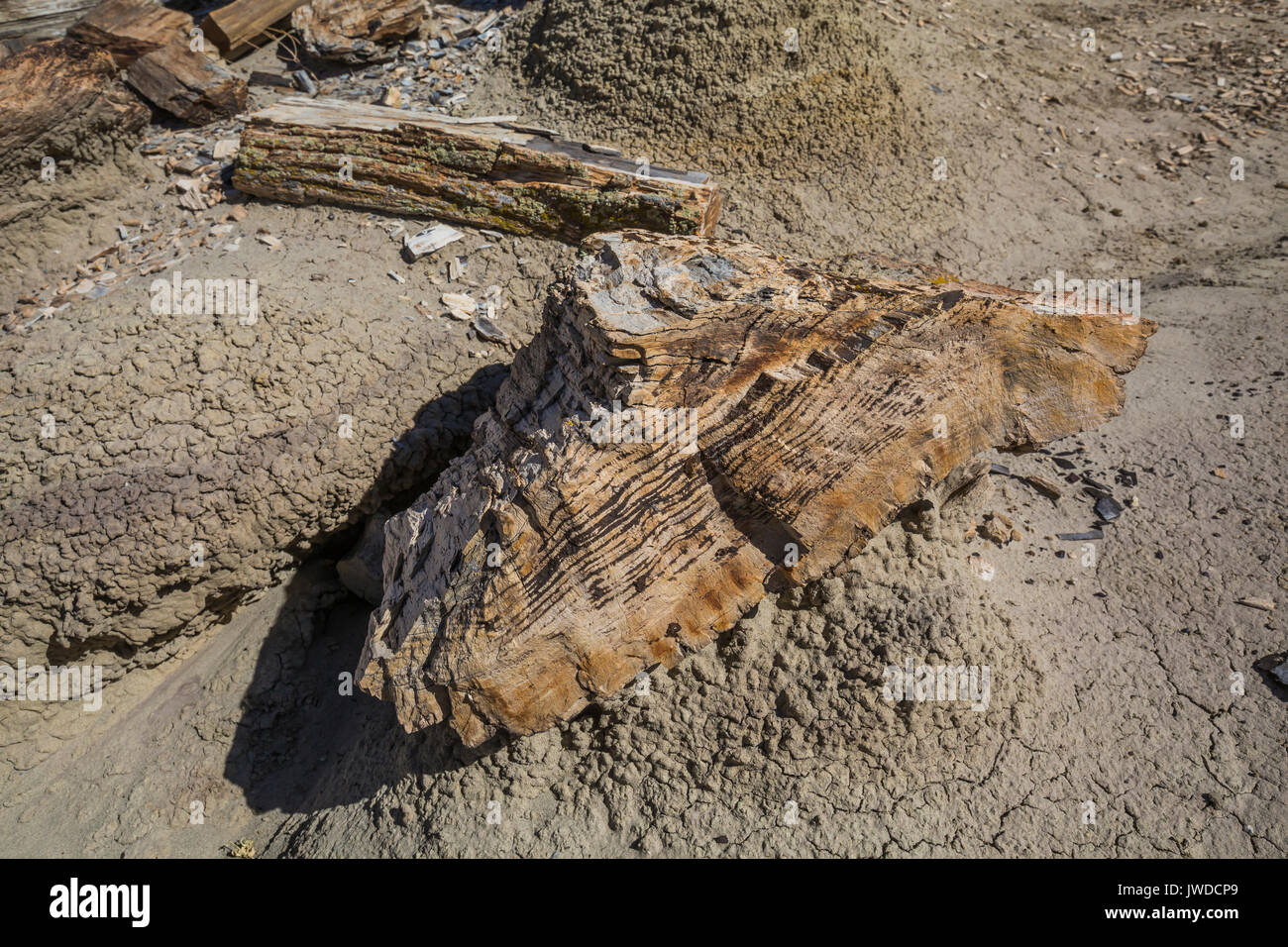 Petrified conifer log eroded out of the softer ashy clay deposits in ...