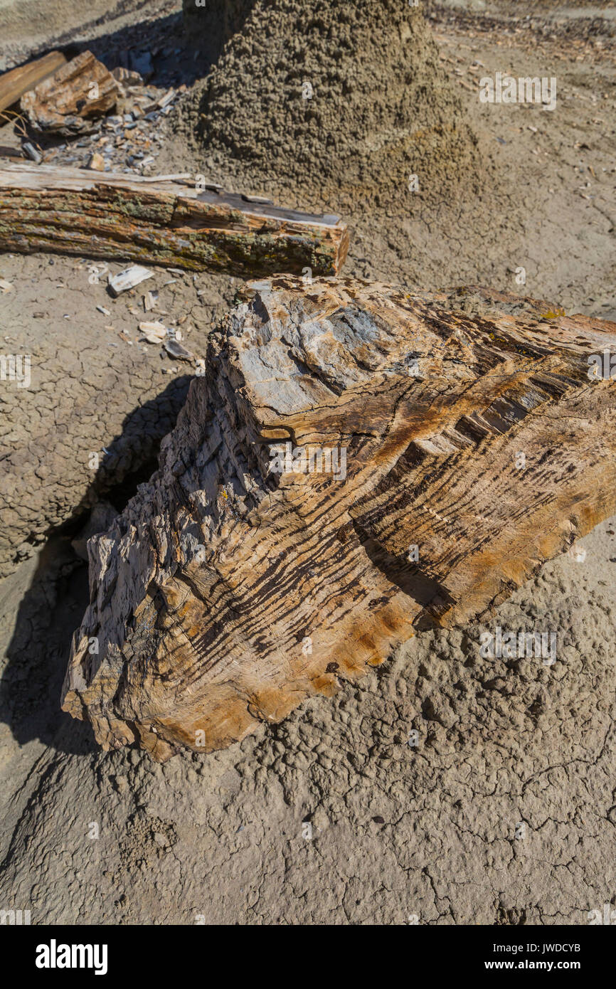 Petrified conifer log eroded out of the softer ashy clay deposits in ...