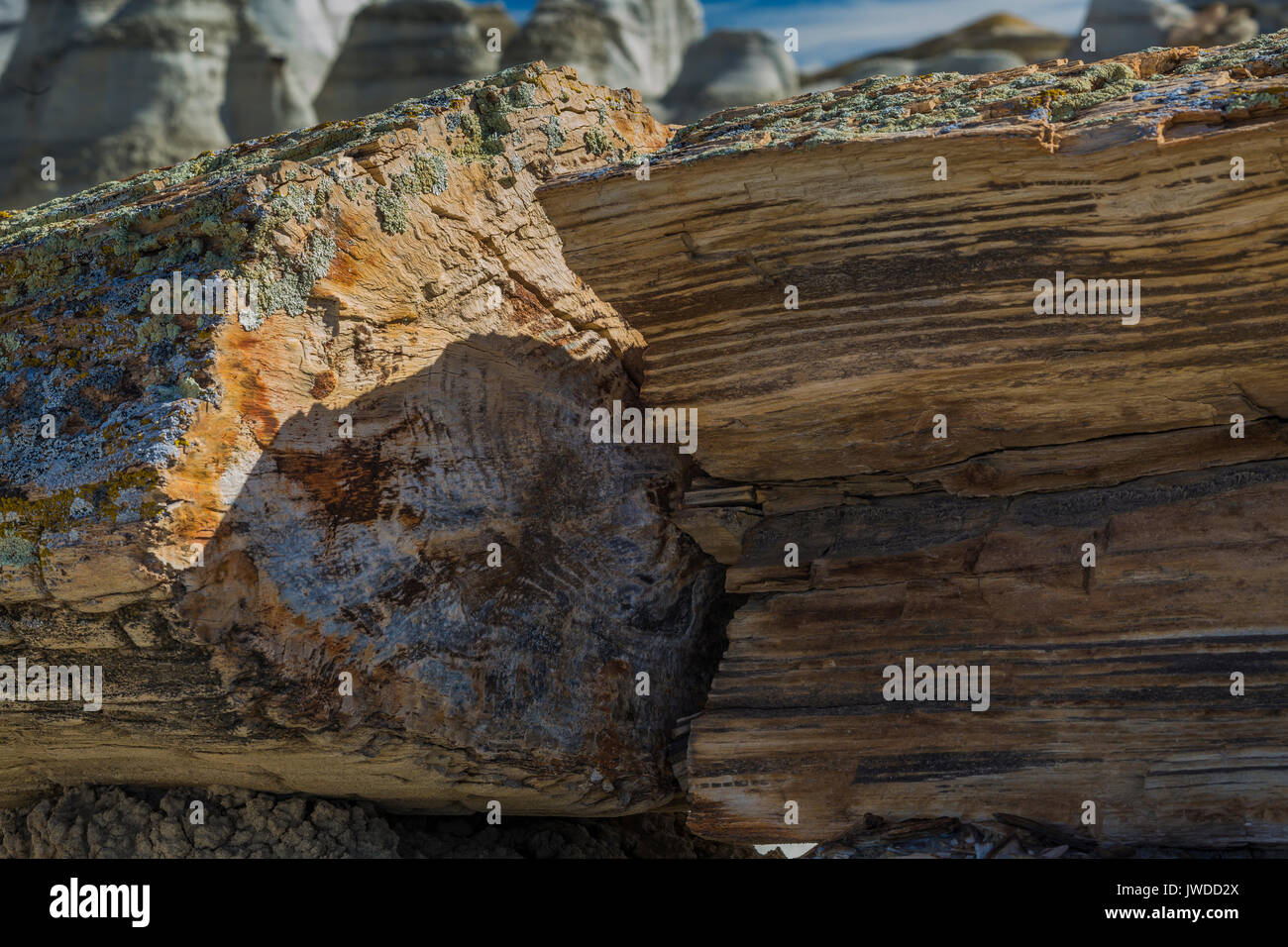 Petrified conifer log eroded out of the softer ashy clay deposits in ...
