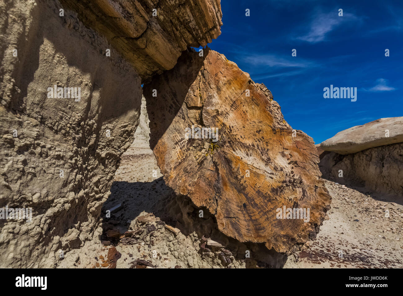 End grain of petrified conifer log eroded out of the softer ashy clay ...