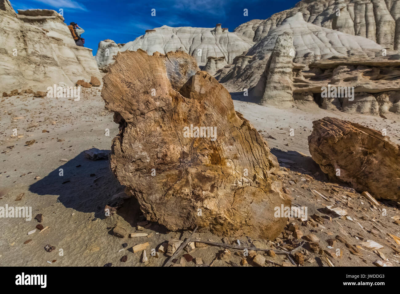 Cross Section Of Petrified Wood Log High Resolution Stock Photography ...
