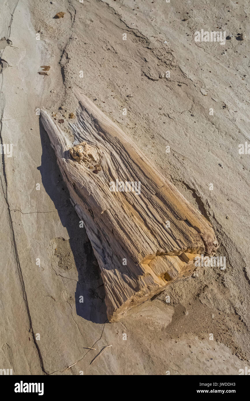 Petrified conifer log eroded out of the softer ashy clay deposits in ...