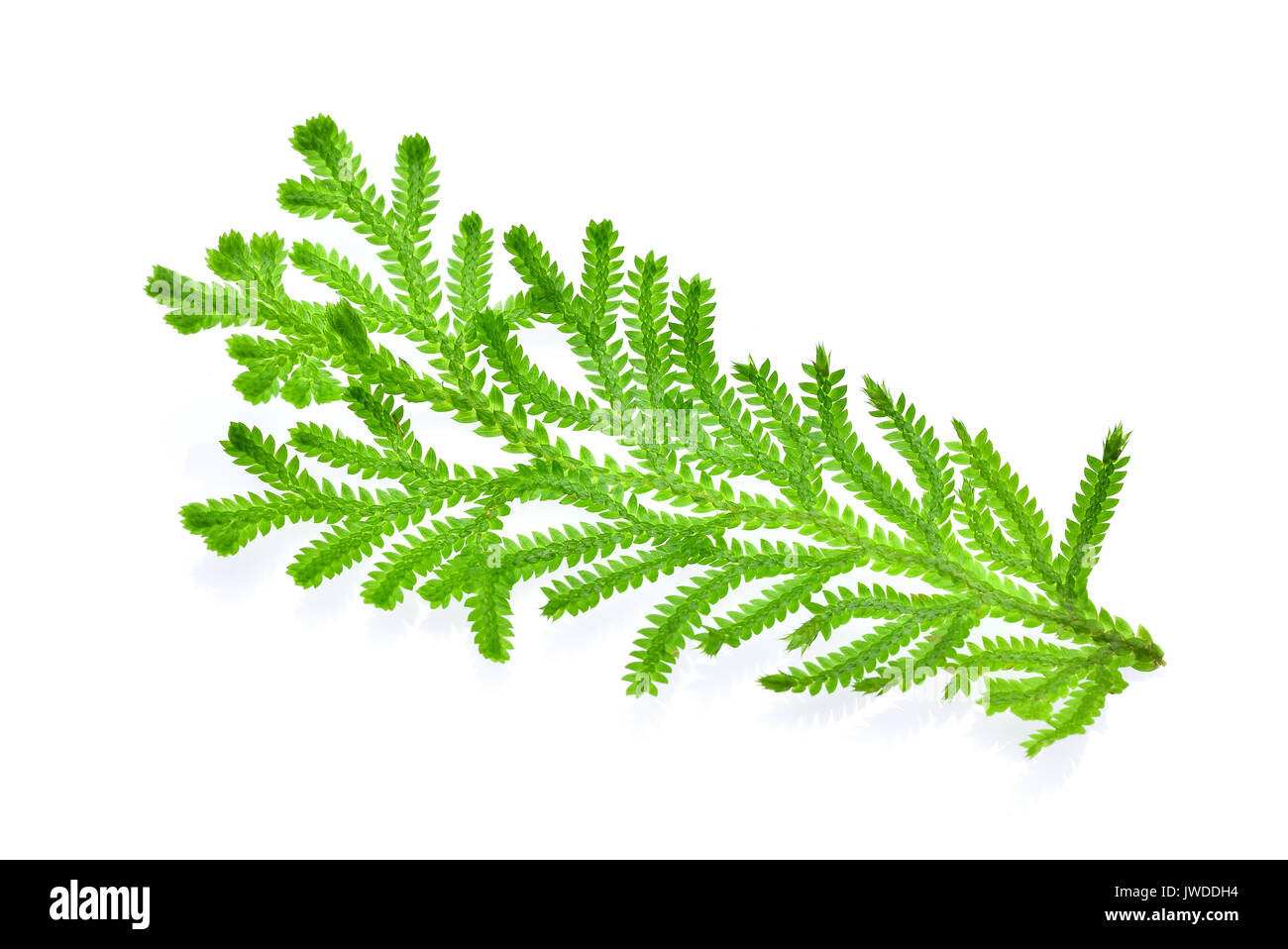 Fern isolated on white background Stock Photo - Alamy